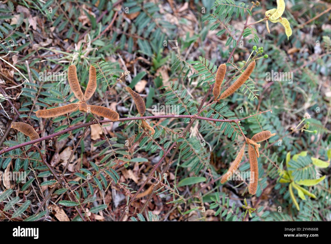 Giant sensitive tree (Mimosa pigra) is a shrub native to tropical ...