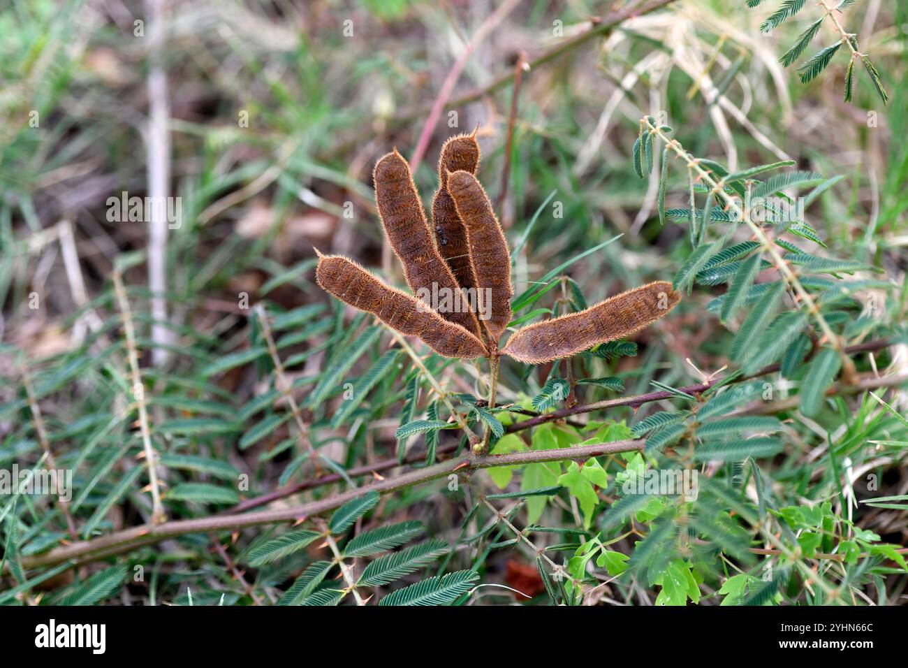 Giant sensitive tree (Mimosa pigra) is a shrub native to tropical ...