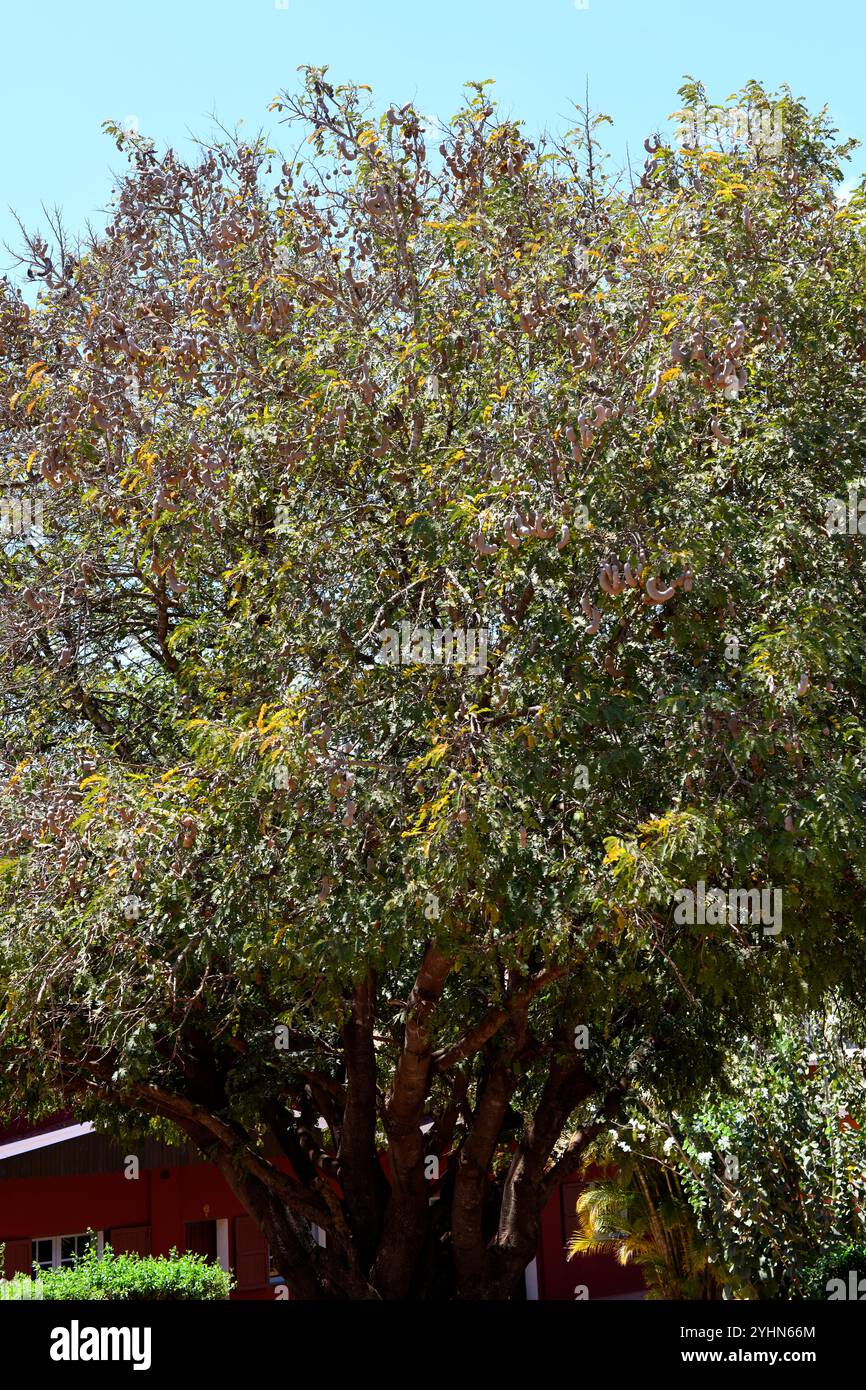 Tamarind (Tamarindus indica) is a tree native to tropical Africa and ...