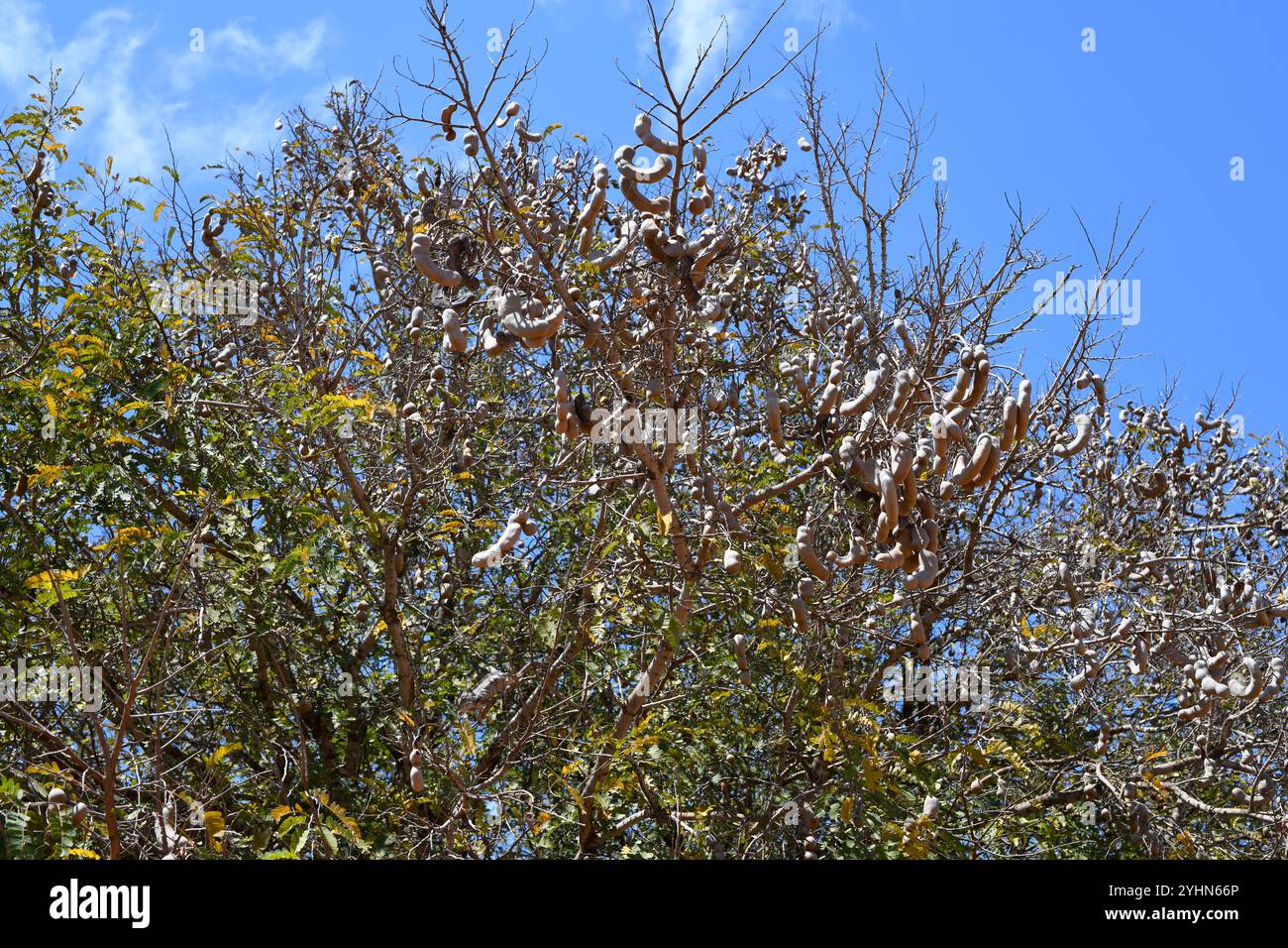 Tamarind seeds madagascar hi-res stock photography and images - Alamy