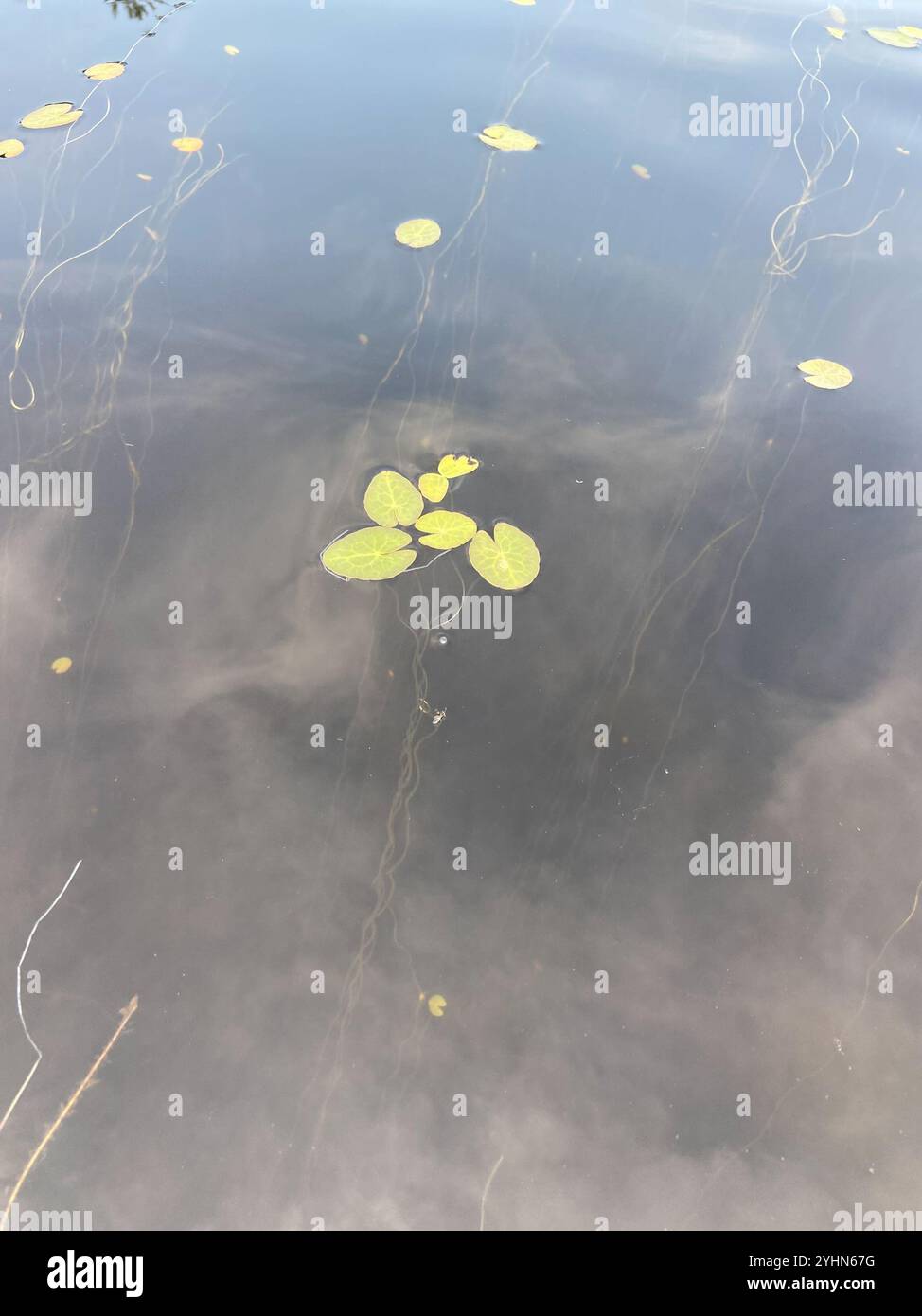 Waterlilies, Fanworts, and Allies (Nymphaeales Stock Photo - Alamy