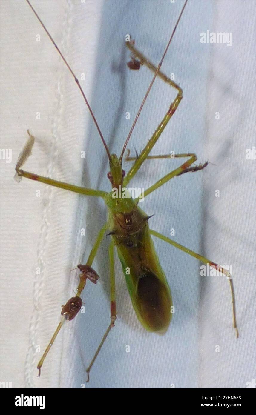Pale Green Assassin Bug (Zelus luridus Stock Photo - Alamy