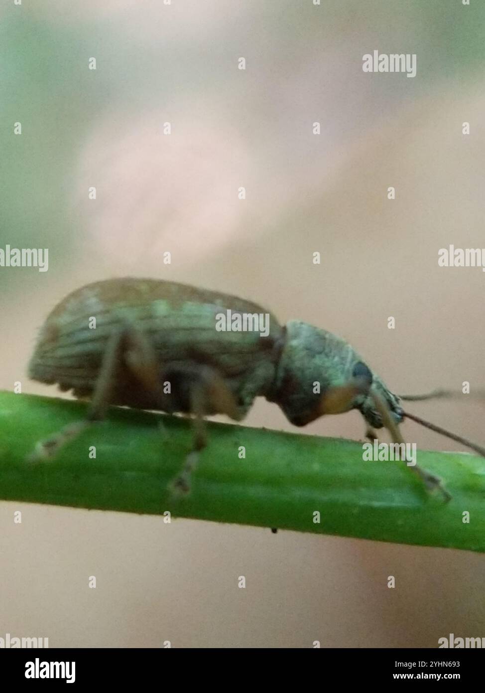 Asian oak weevil hi-res stock photography and images - Alamy