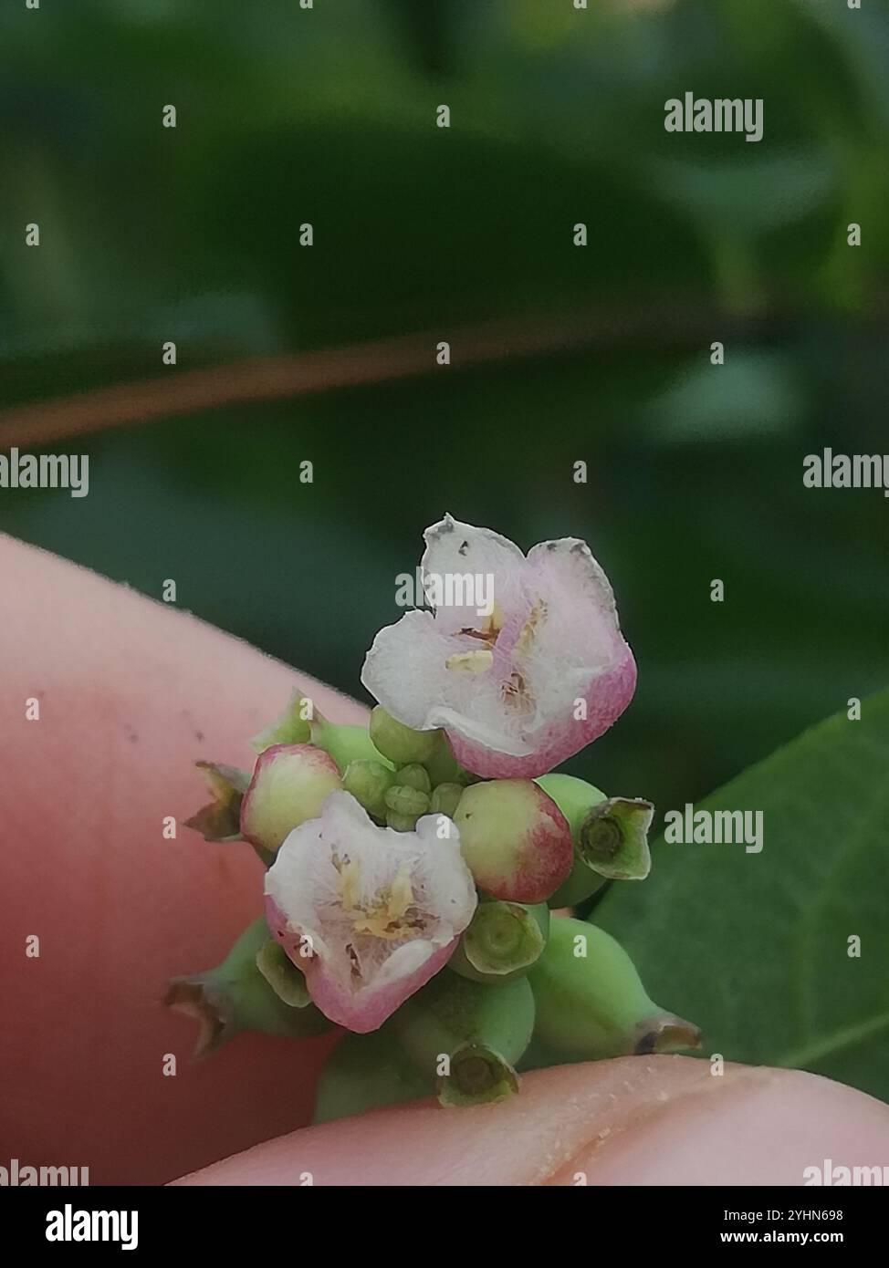 Common Snowberry (Symphoricarpos albus Stock Photo - Alamy