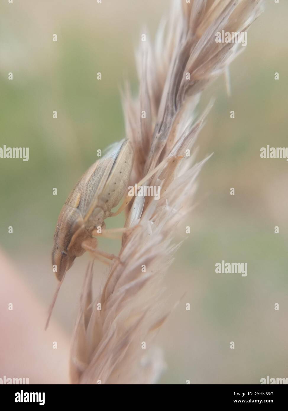 Bishop's Mitre Shield Bug (Aelia acuminata Stock Photo - Alamy