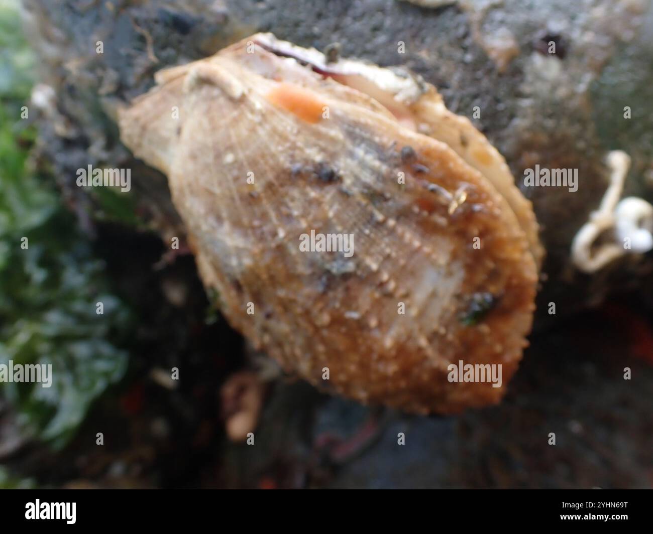 Giant Rock Scallop (Crassadoma gigantea Stock Photo - Alamy