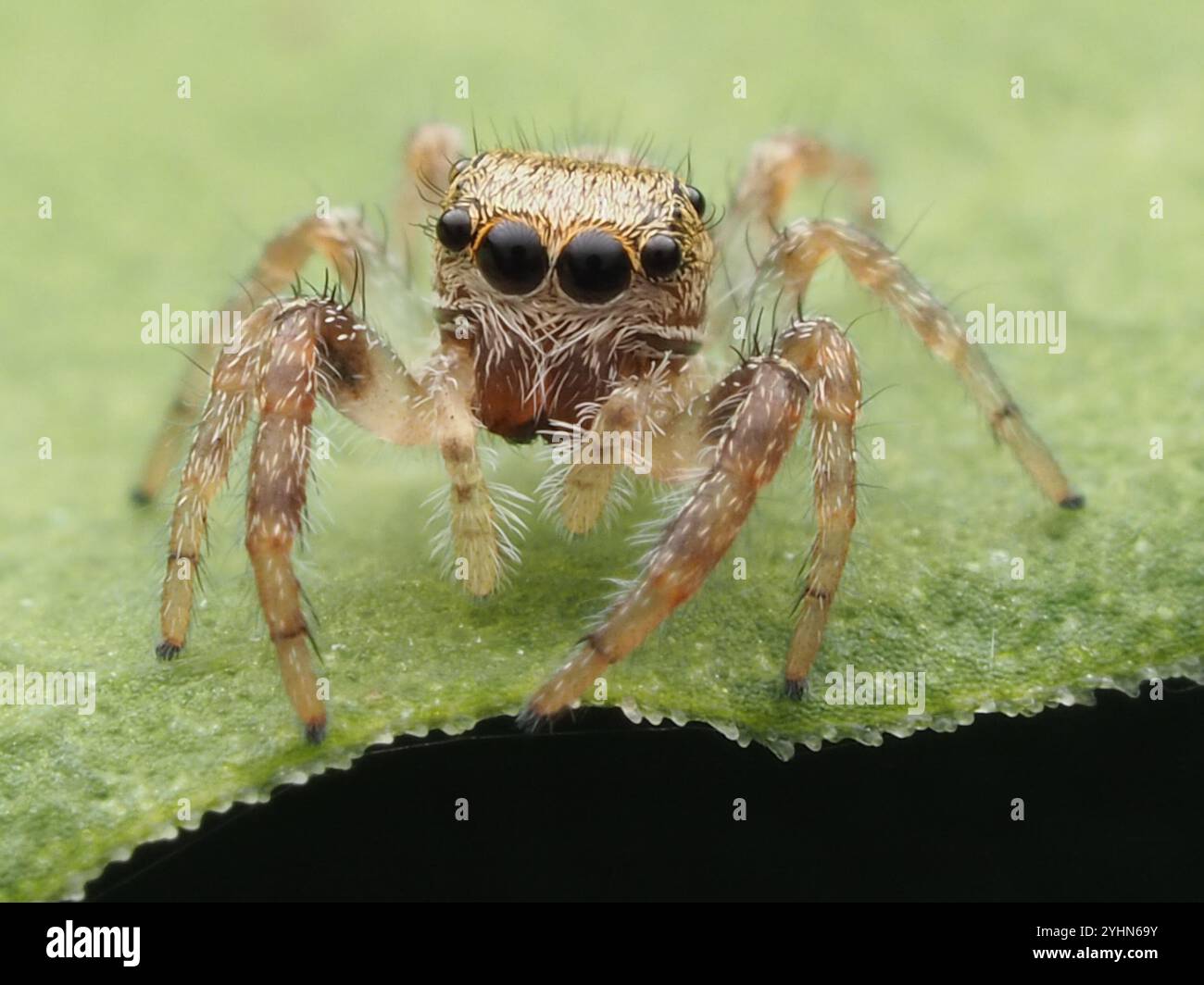 Bronze Jumping Spider (Eris militaris Stock Photo - Alamy