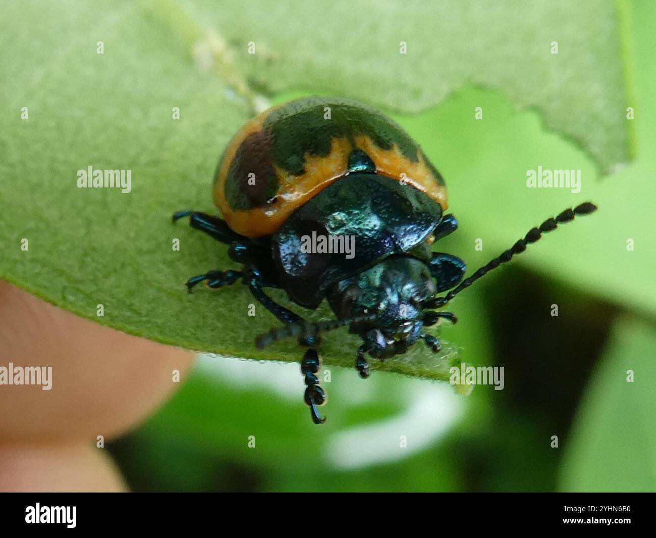 Swamp Milkweed Leaf Beetle (Labidomera clivicollis Stock Photo - Alamy