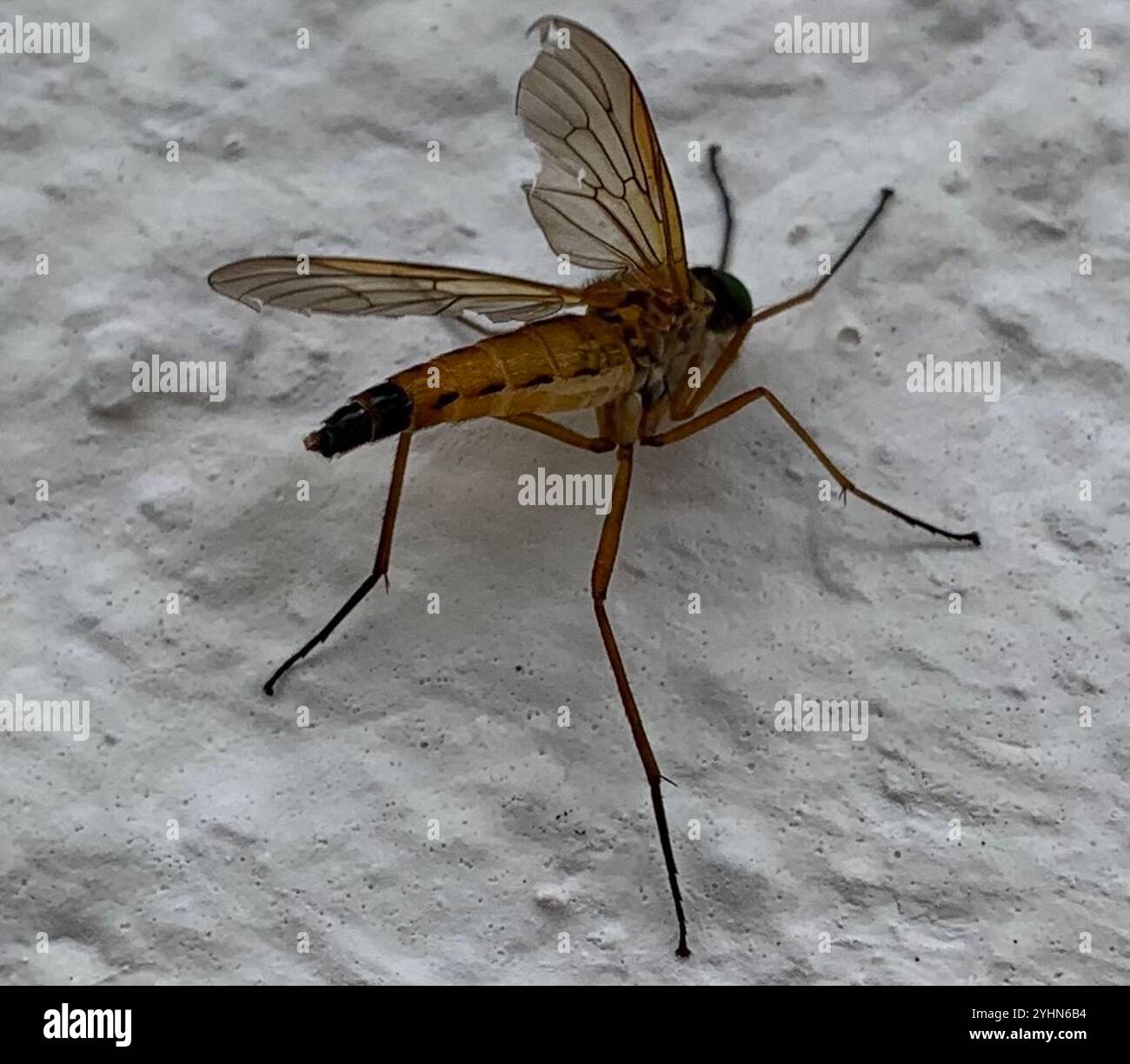 Marsh Snipe Fly (Rhagio tringarius Stock Photo - Alamy