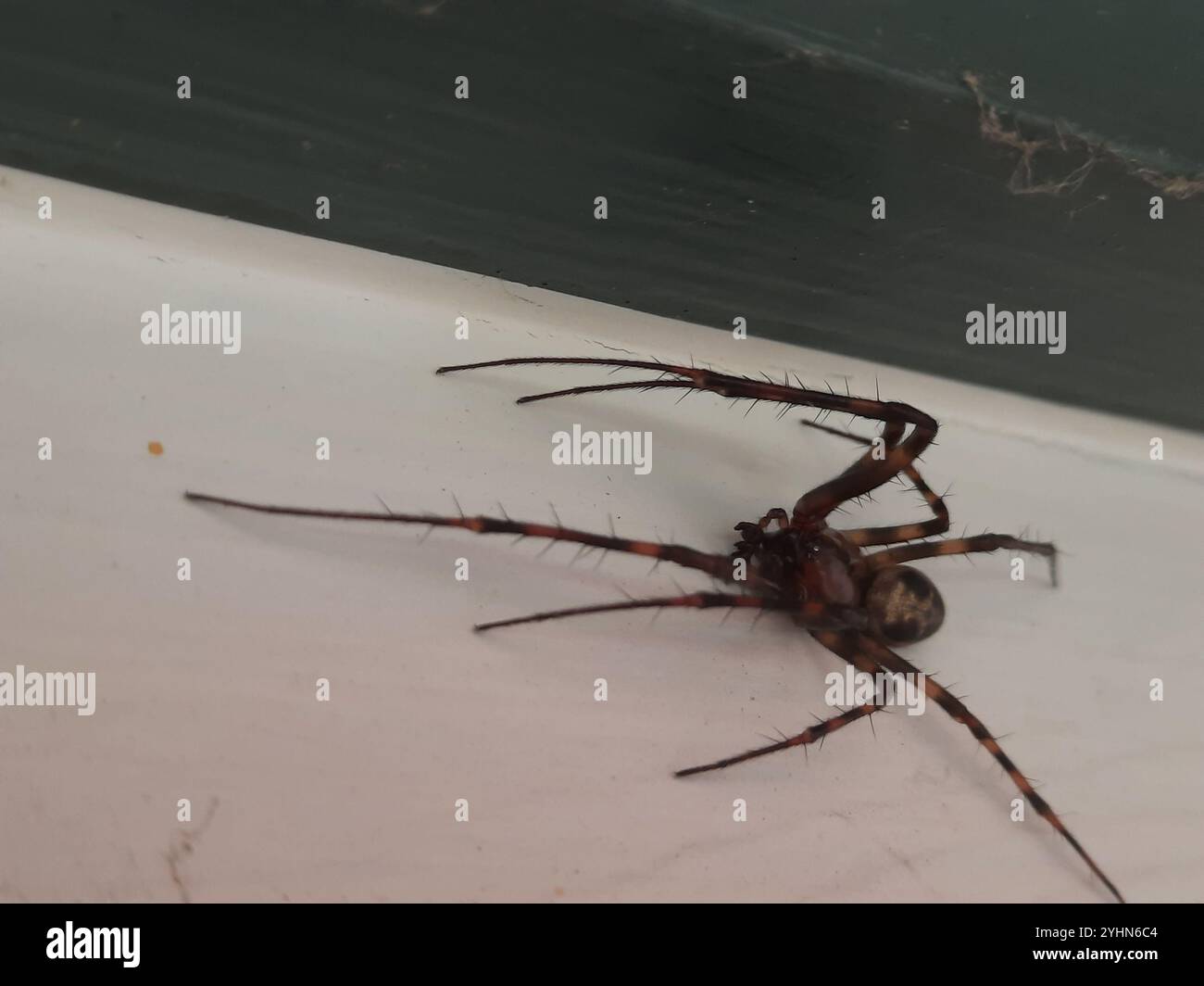 Eastern Cave Long-jawed Spider (Meta ovalis Stock Photo - Alamy