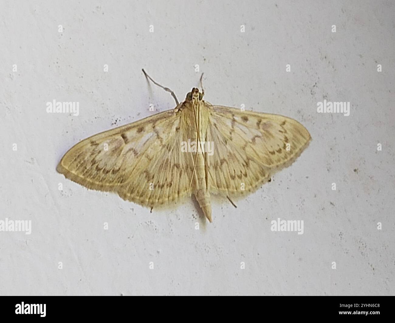 Mother of Pearl (Patania ruralis Stock Photo - Alamy