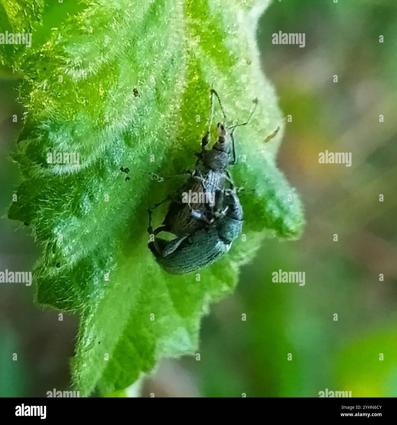 Nettle weevil (Phyllobius pomaceus Stock Photo - Alamy