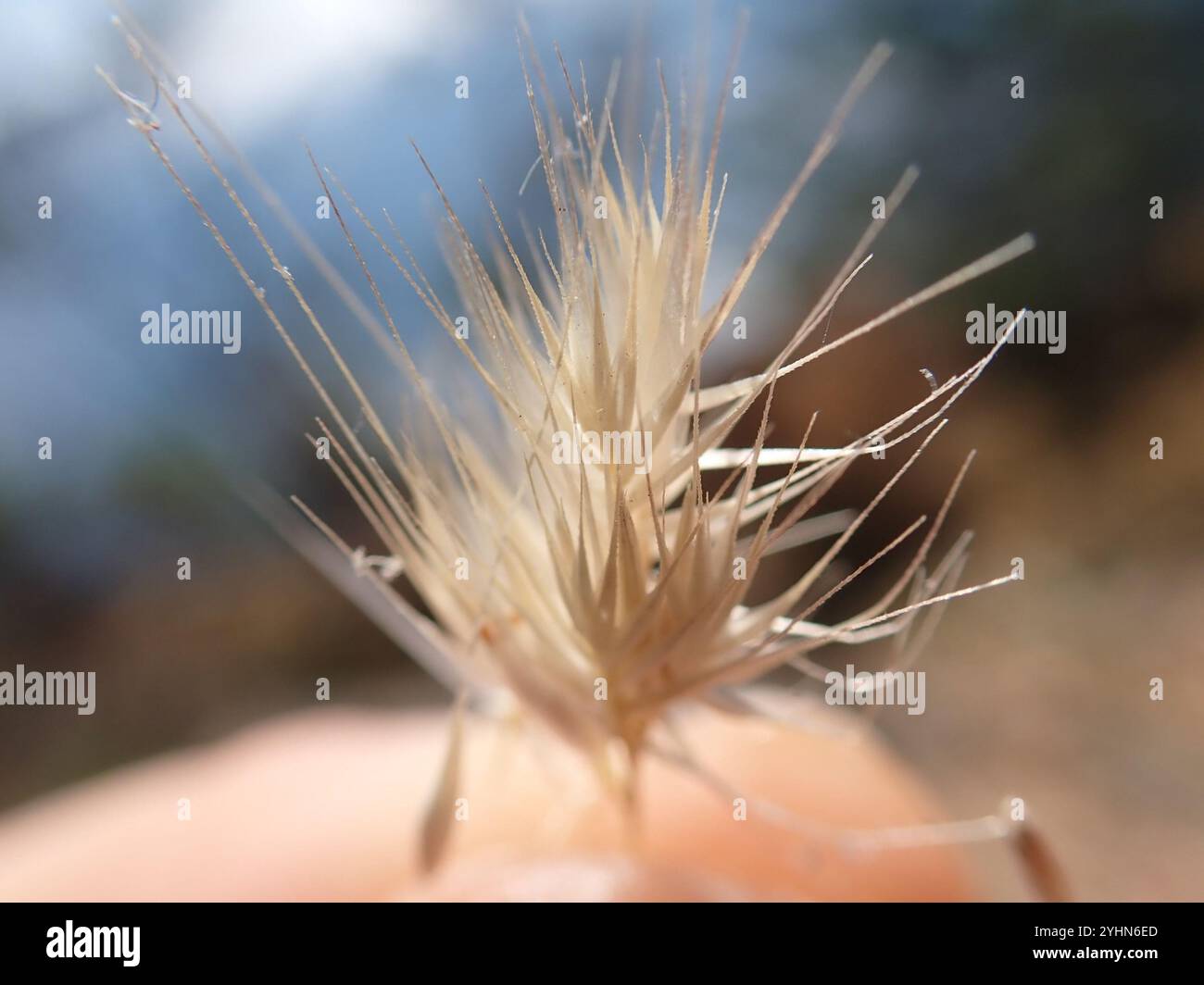 bristly dogtail grass (Cynosurus echinatus Stock Photo - Alamy