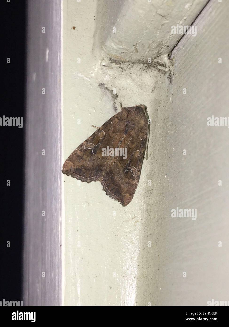 Veiled Ear Moth (Loscopia velata Stock Photo - Alamy