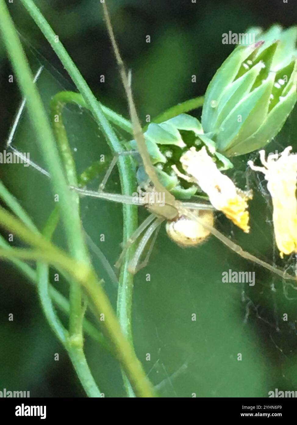 Common candy-striped spider (Enoplognatha ovata Stock Photo - Alamy