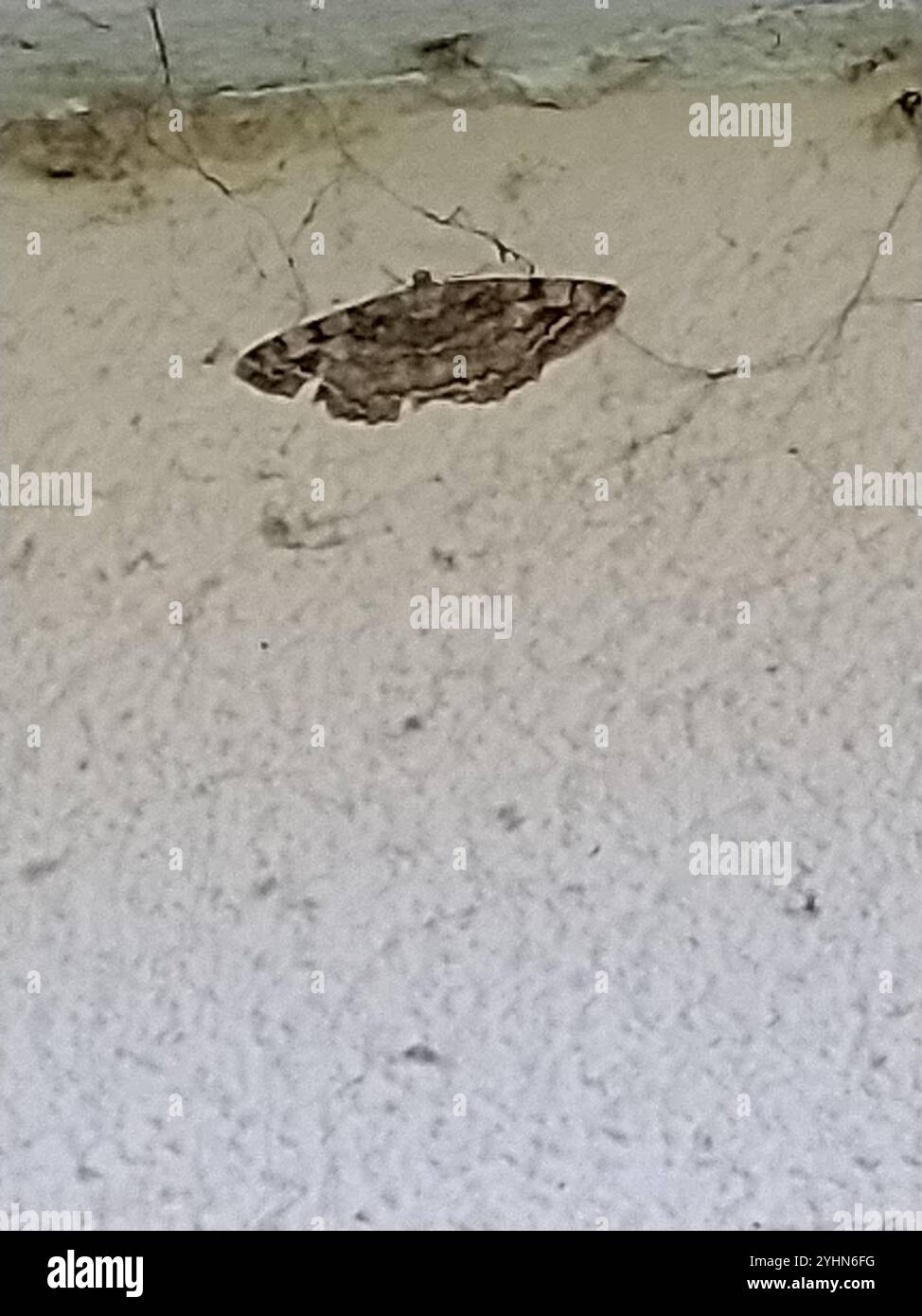 Mottled beauty alcis repandata hi-res stock photography and images - Alamy