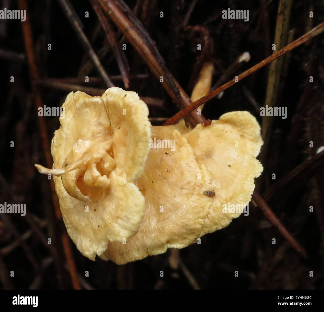 Pagoda Fungus (Podoserpula pusio Stock Photo - Alamy