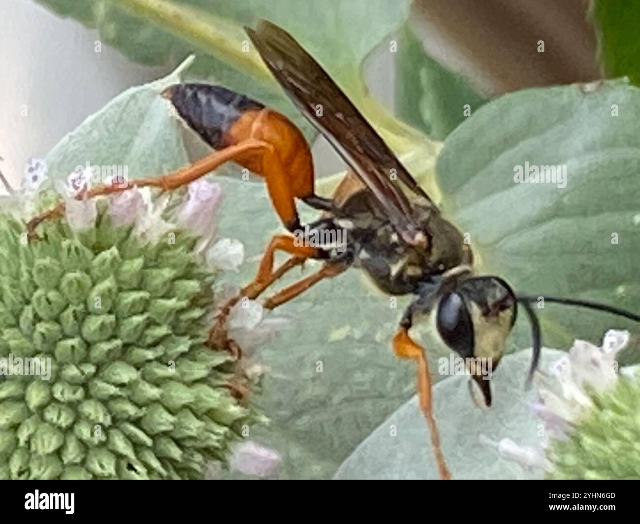 Great Golden Digger Wasp (Sphex ichneumoneus Stock Photo - Alamy