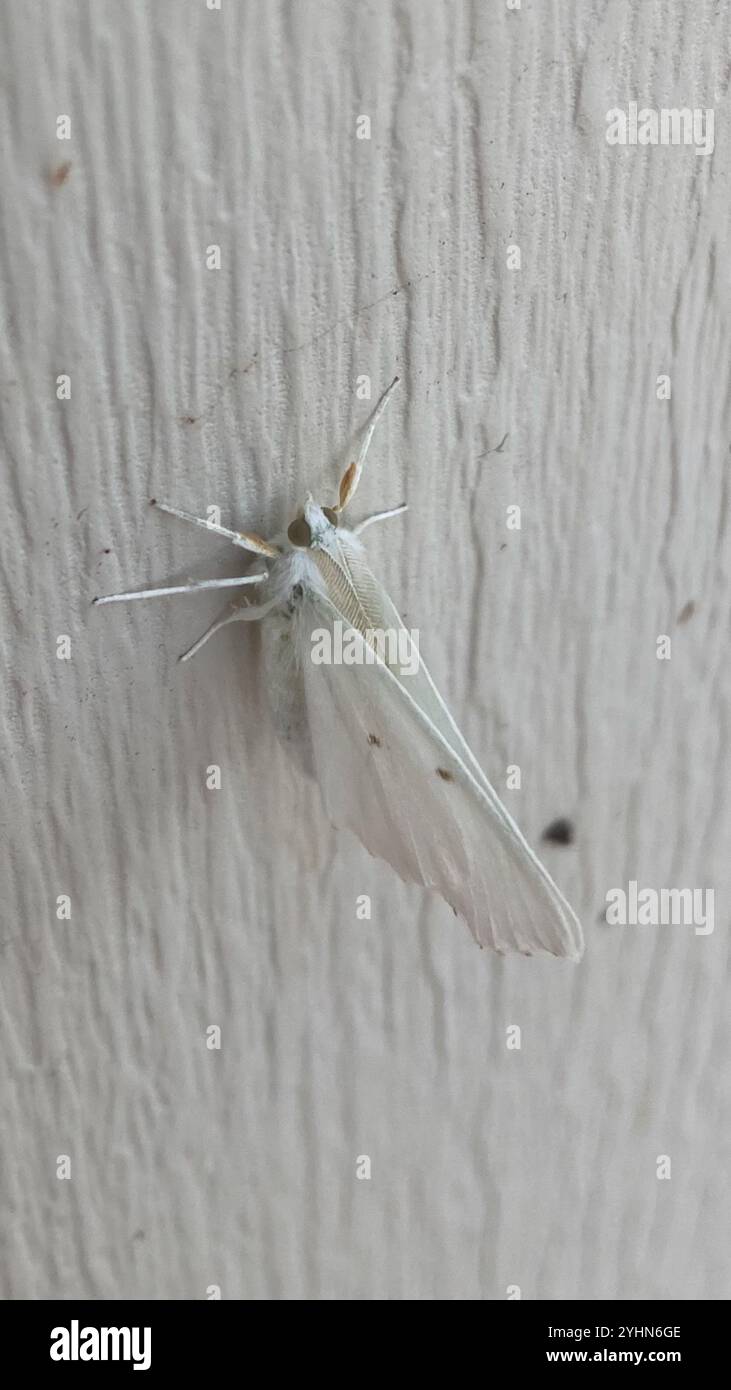 Ennomos subsignaria hi-res stock photography and images - Alamy