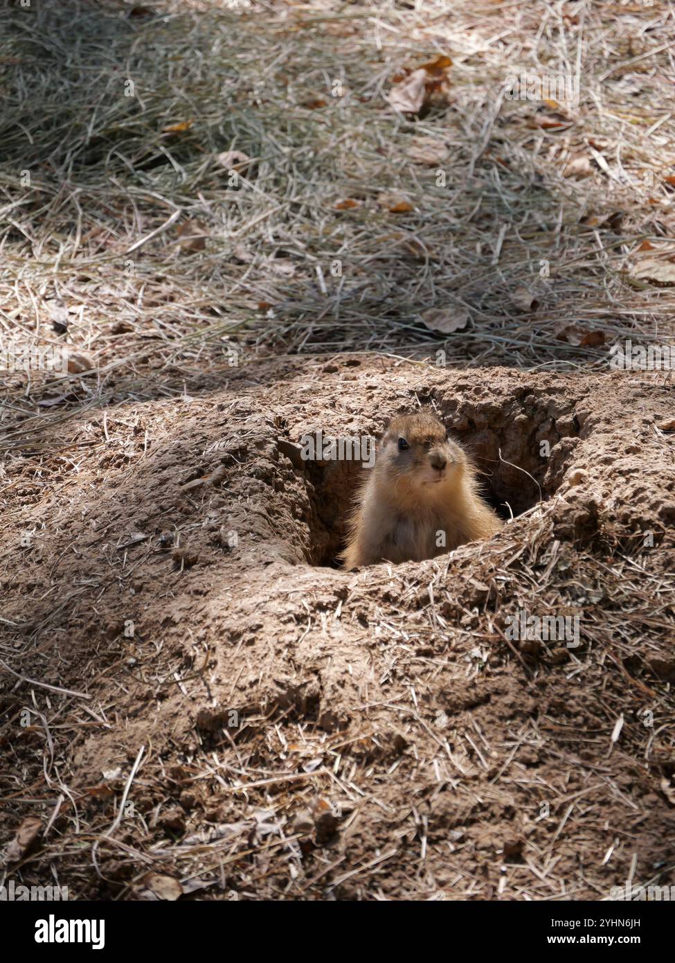 The north american prairie hi-res stock photography and images - Alamy