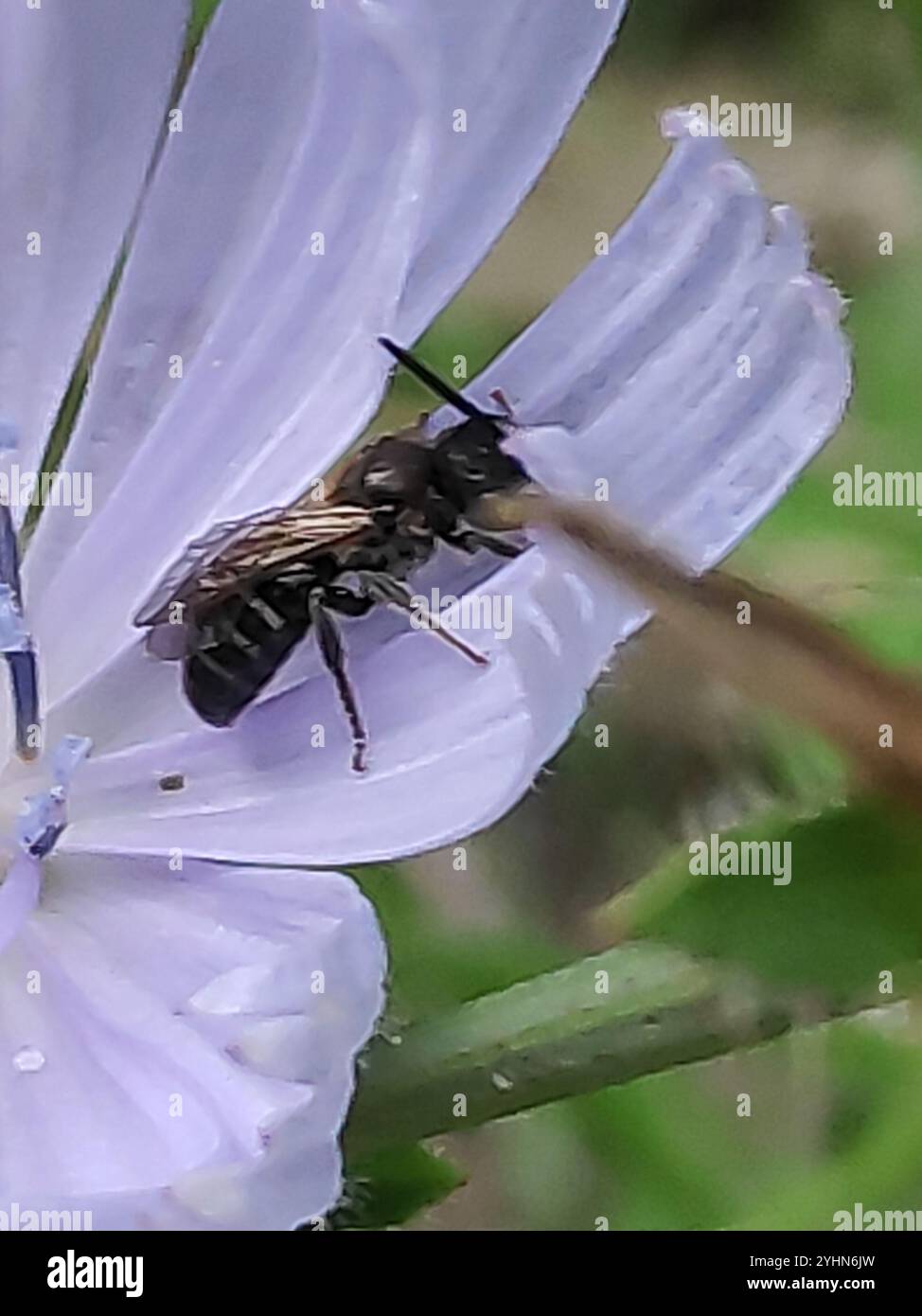 Scissor Bees (Chelostoma Stock Photo - Alamy