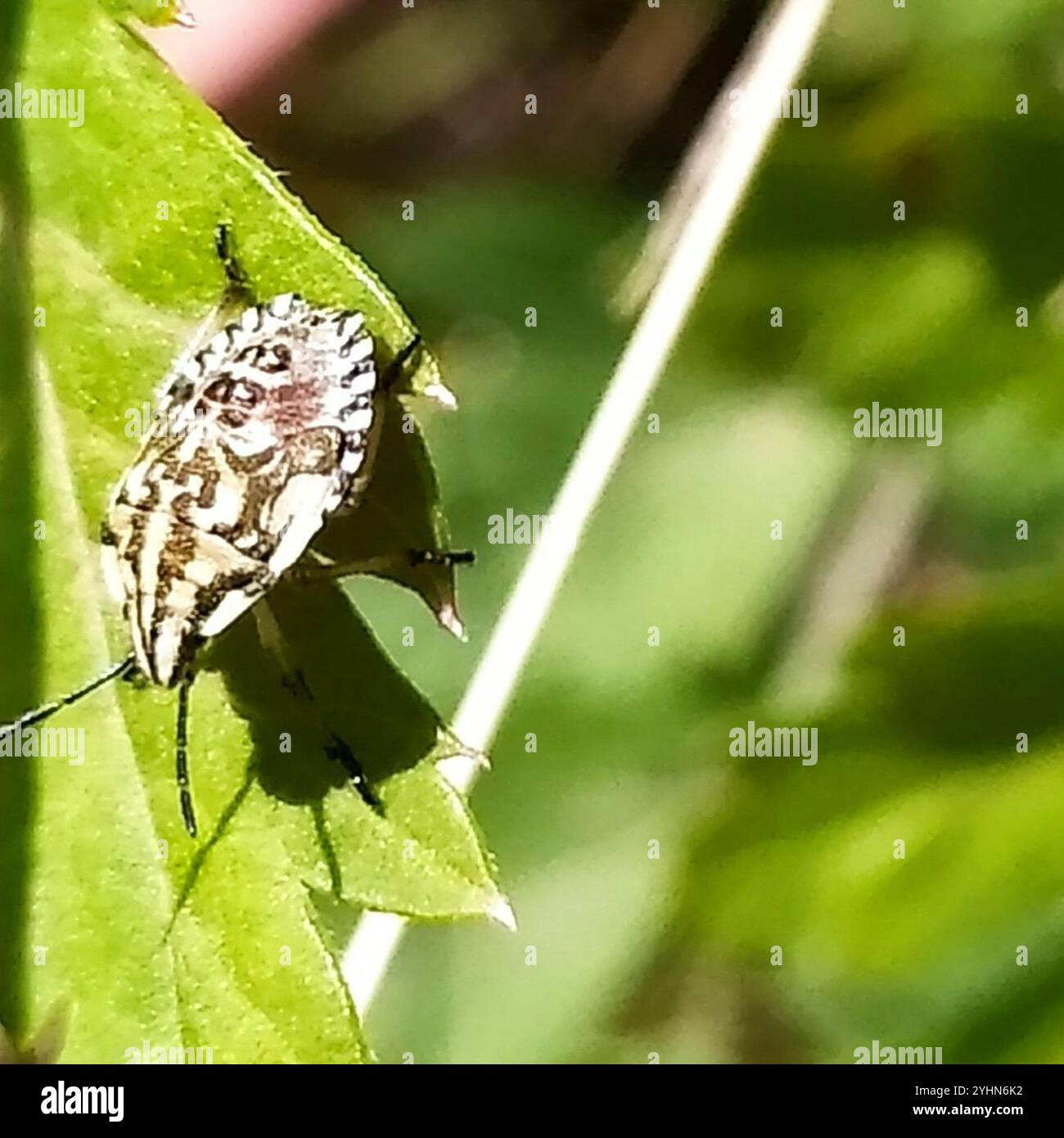 Black-shouldered Shieldbug (Carpocoris purpureipennis Stock Photo - Alamy