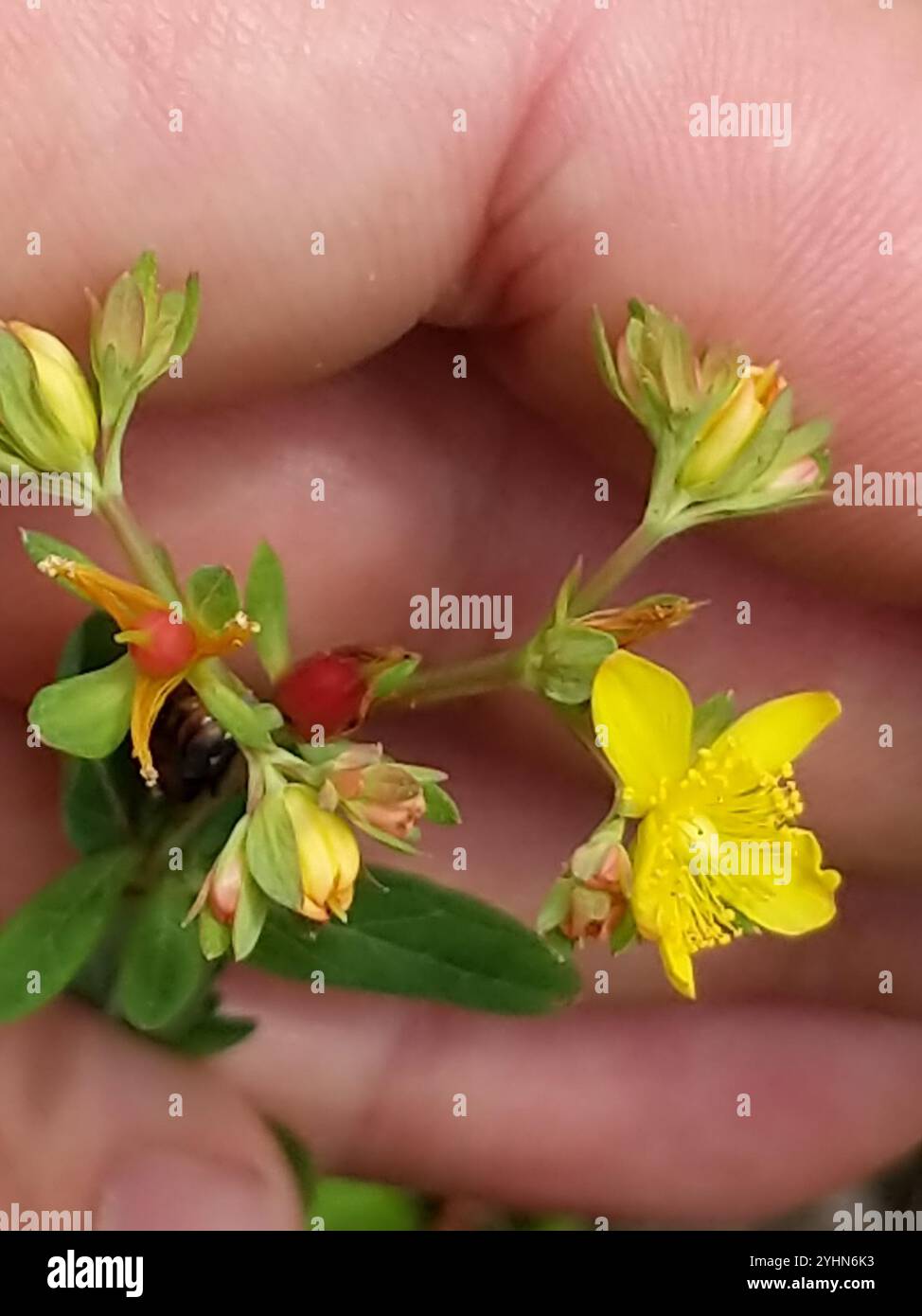Pale st johns wort hi-res stock photography and images - Alamy