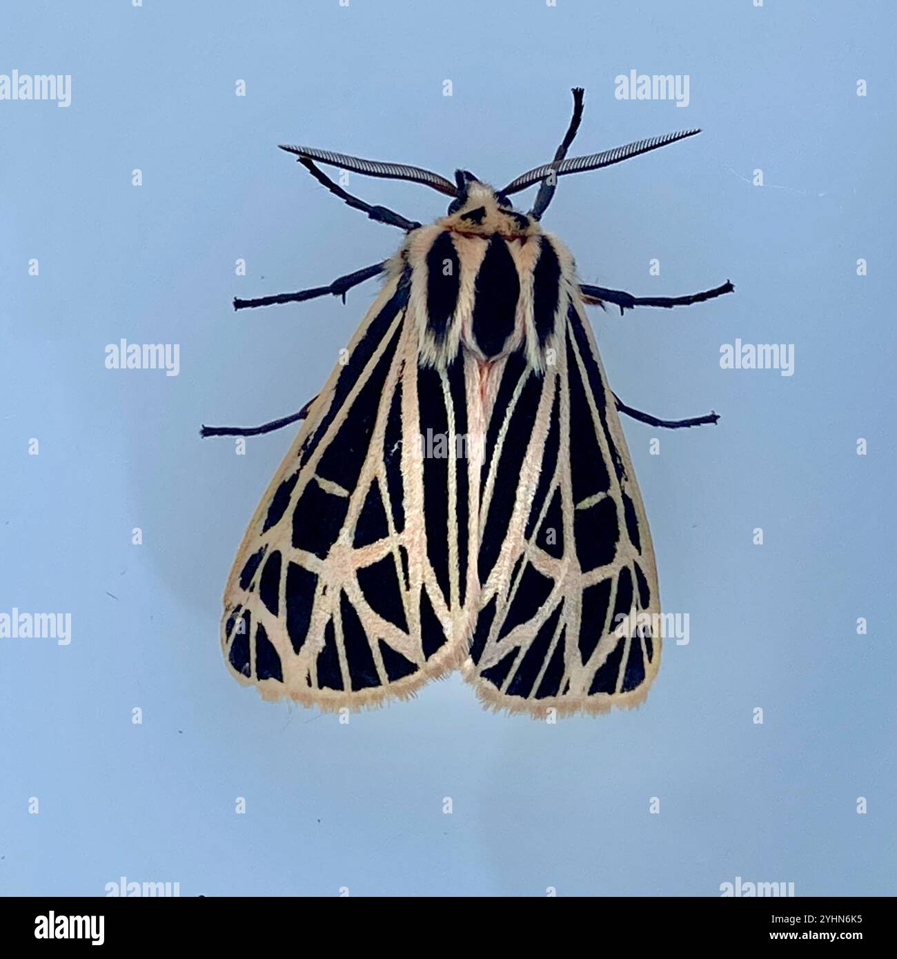 Virgin Tiger Moth (Apantesis virgo Stock Photo - Alamy