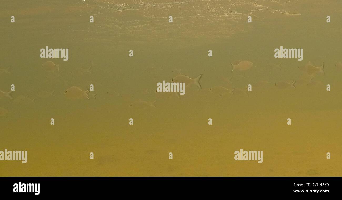 Hawaiian Flagtail (Kuhlia xenura Stock Photo - Alamy