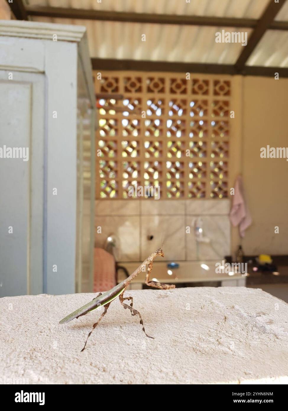 Vates hi-res stock photography and images - Alamy