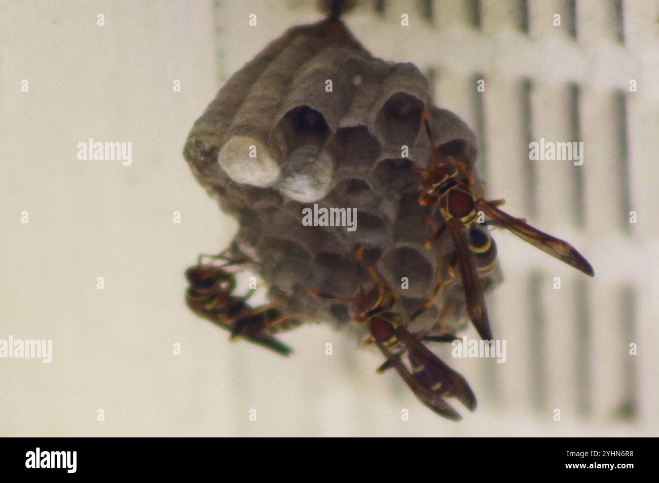 Guinea Paper Wasp (Polistes exclamans Stock Photo - Alamy