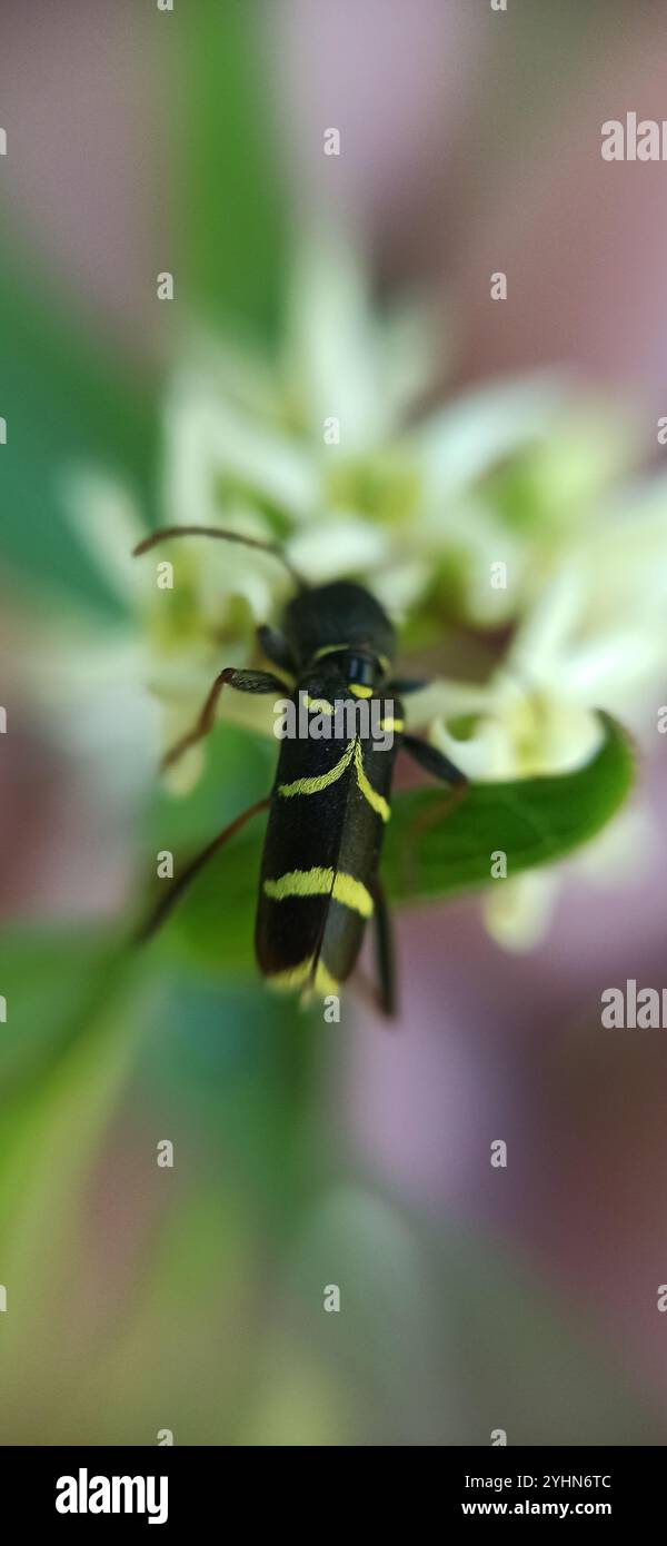 Wasp Beetle (Clytus arietis Stock Photo - Alamy