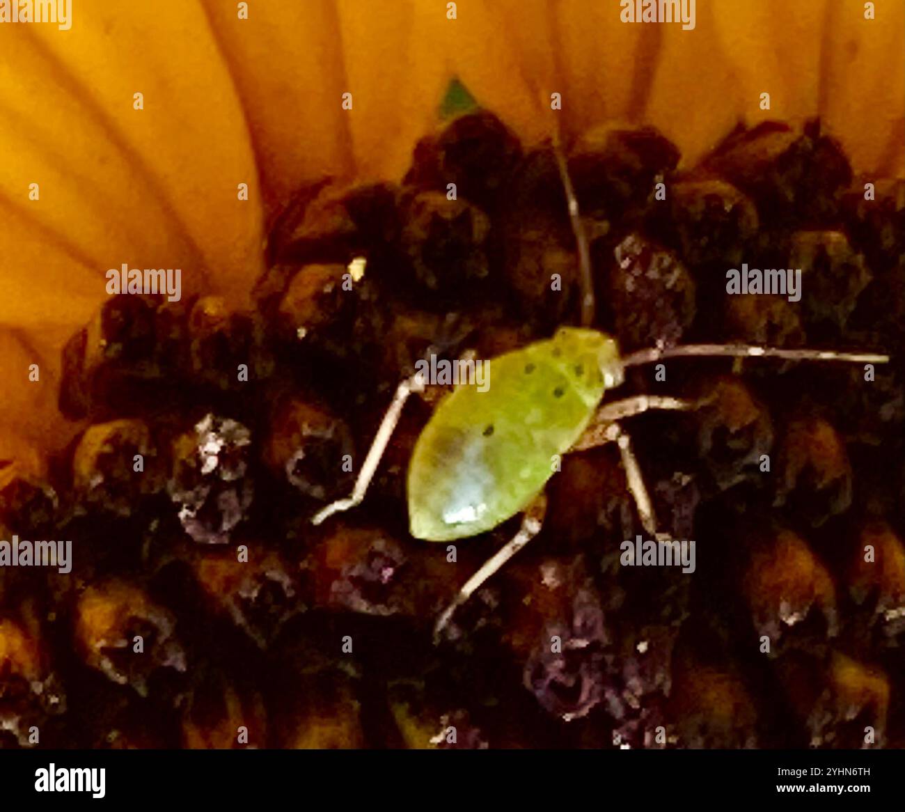 North American Tarnished Plant Bug (Lygus lineolaris Stock Photo - Alamy