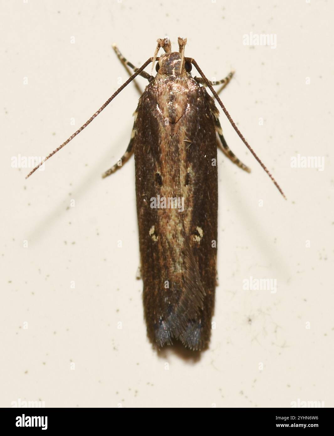 Eye-ringed Chionodes Moth (Chionodes discoocellella Stock Photo - Alamy