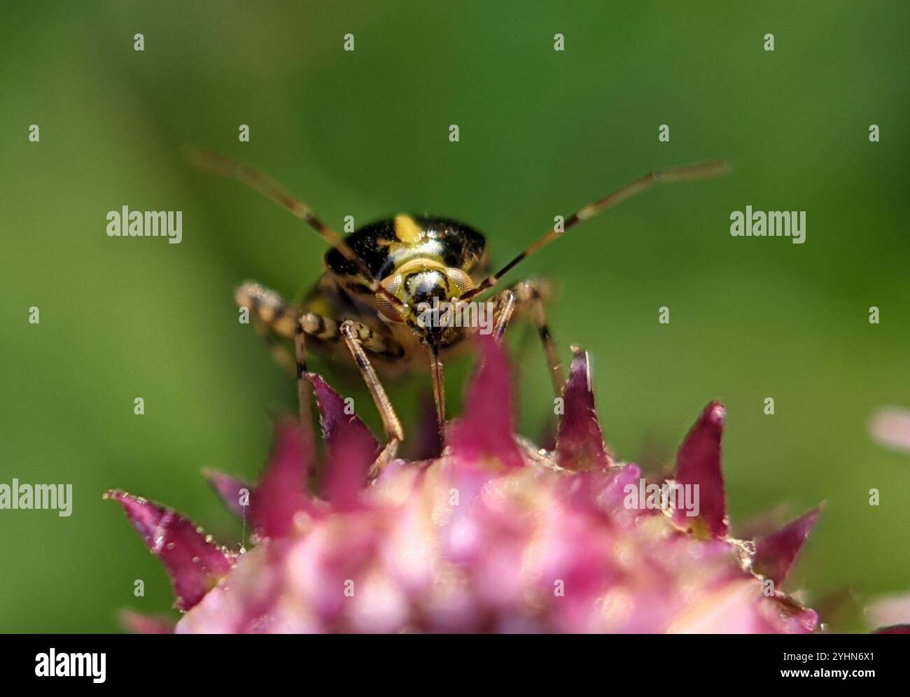 Three Spotted Nettle Bug (Liocoris tripustulatus Stock Photo - Alamy