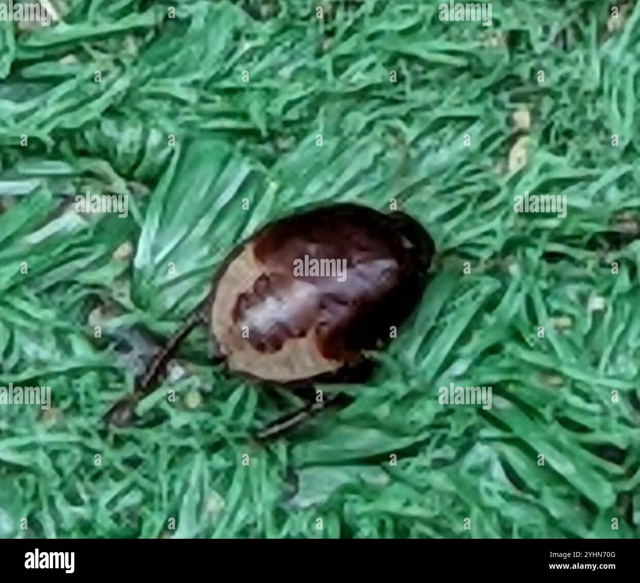 Two-lined Burrowing Bug (Pangaeus bilineatus Stock Photo - Alamy