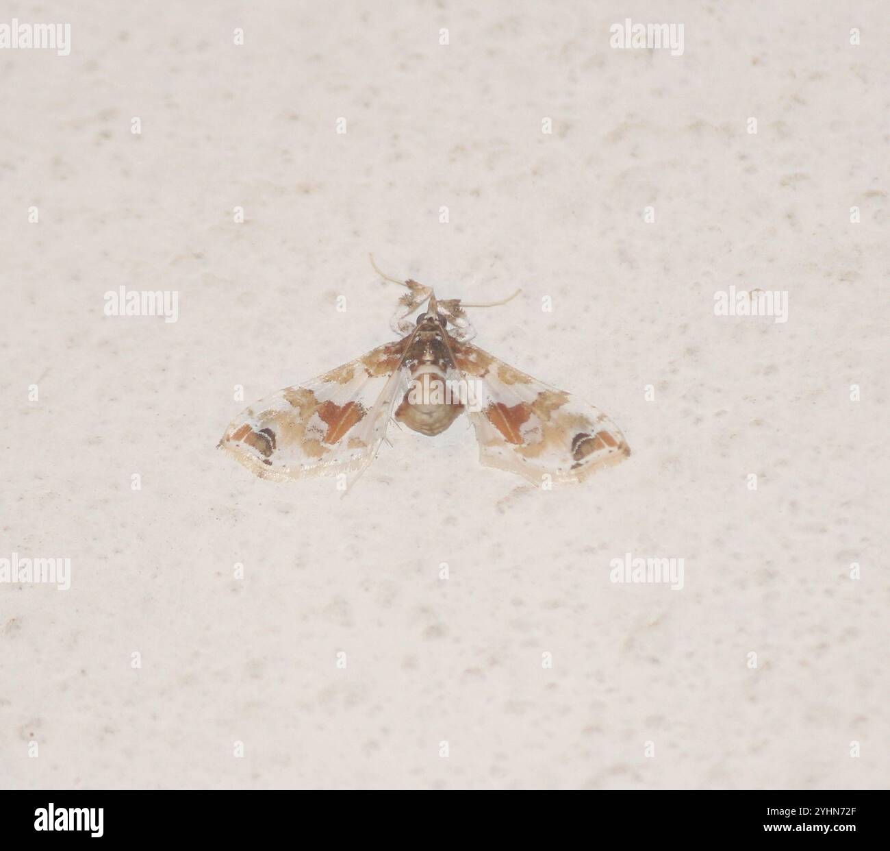 Eggplant Fruit and Shoot Borer (Leucinodes orbonalis Stock Photo - Alamy