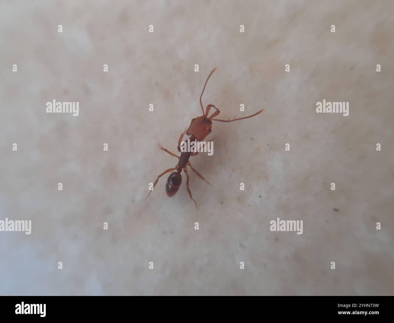 Anochetus Trap-jaw Ants (Anochetus Stock Photo - Alamy