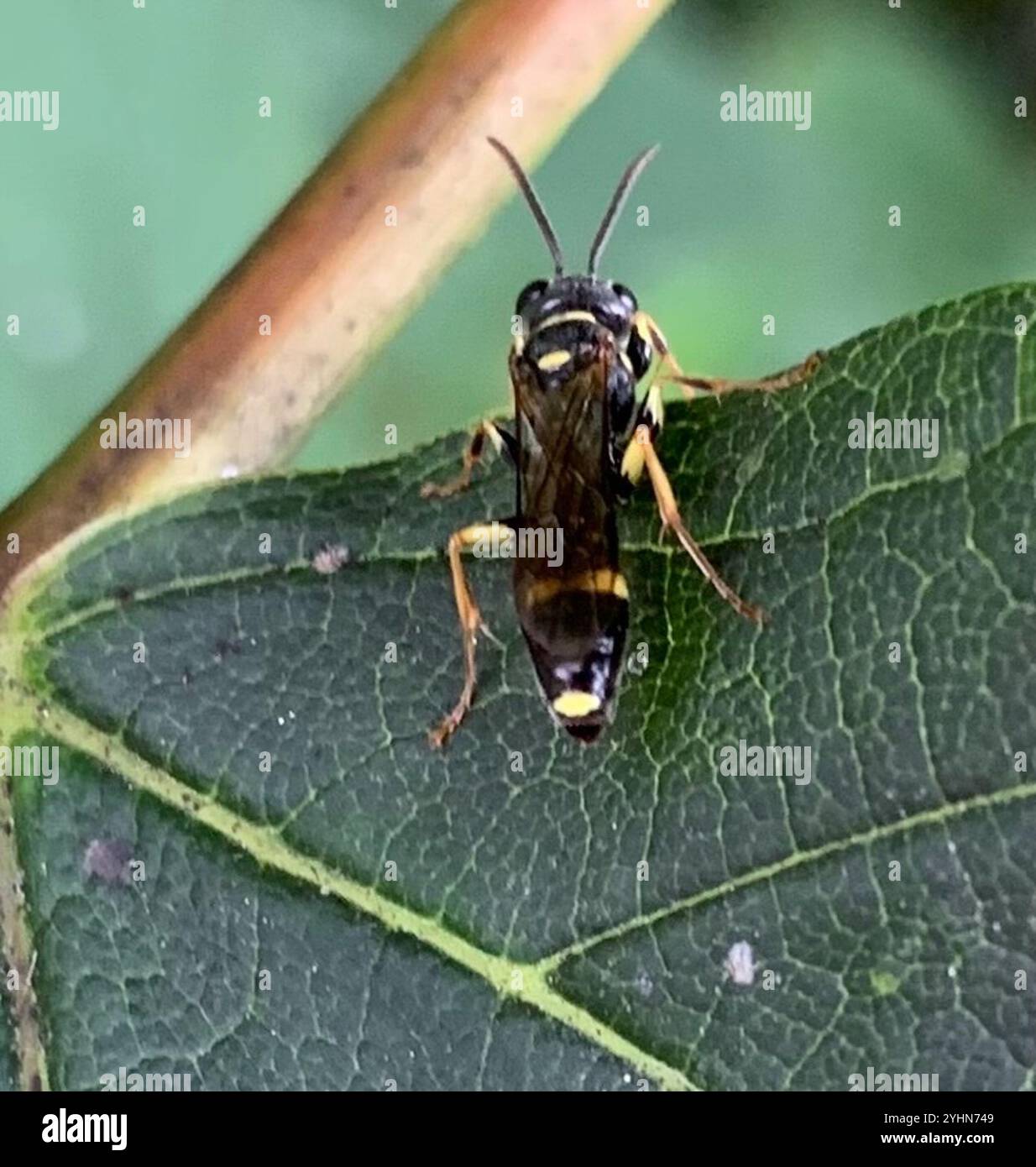 Field digger wasp (Mellinus arvensis Stock Photo - Alamy