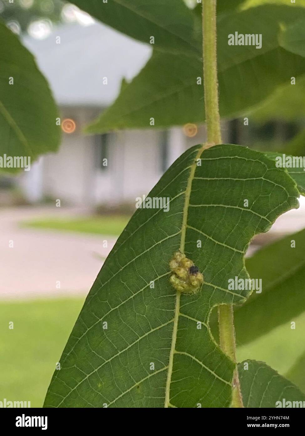 California Black Walnut Pouch Gall Mite (Aceria brachytarsa Stock Photo ...