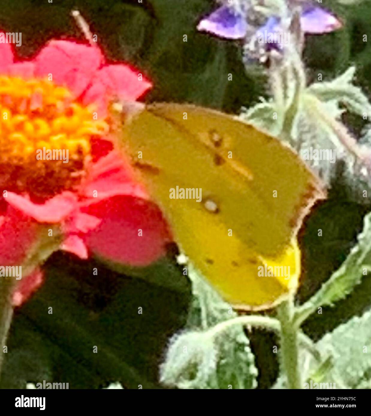 California Dogface (Zerene eurydice Stock Photo - Alamy