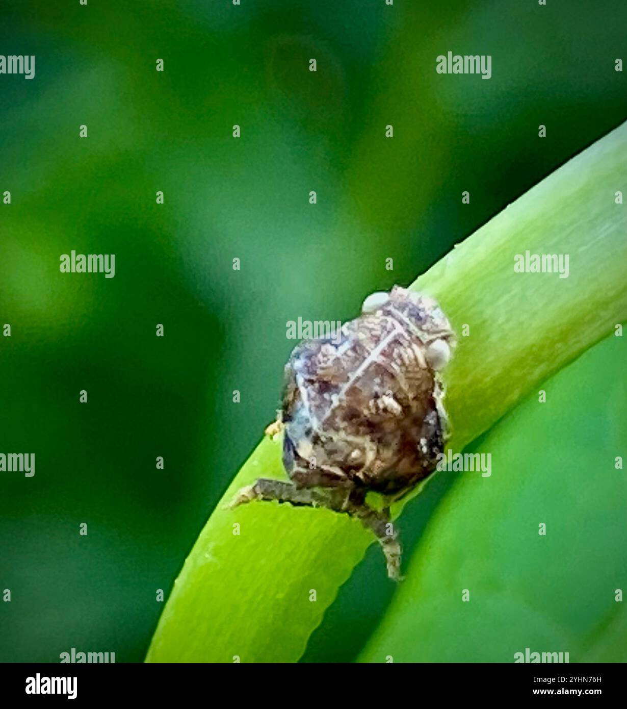 Two striped planthopper hi-res stock photography and images - Alamy