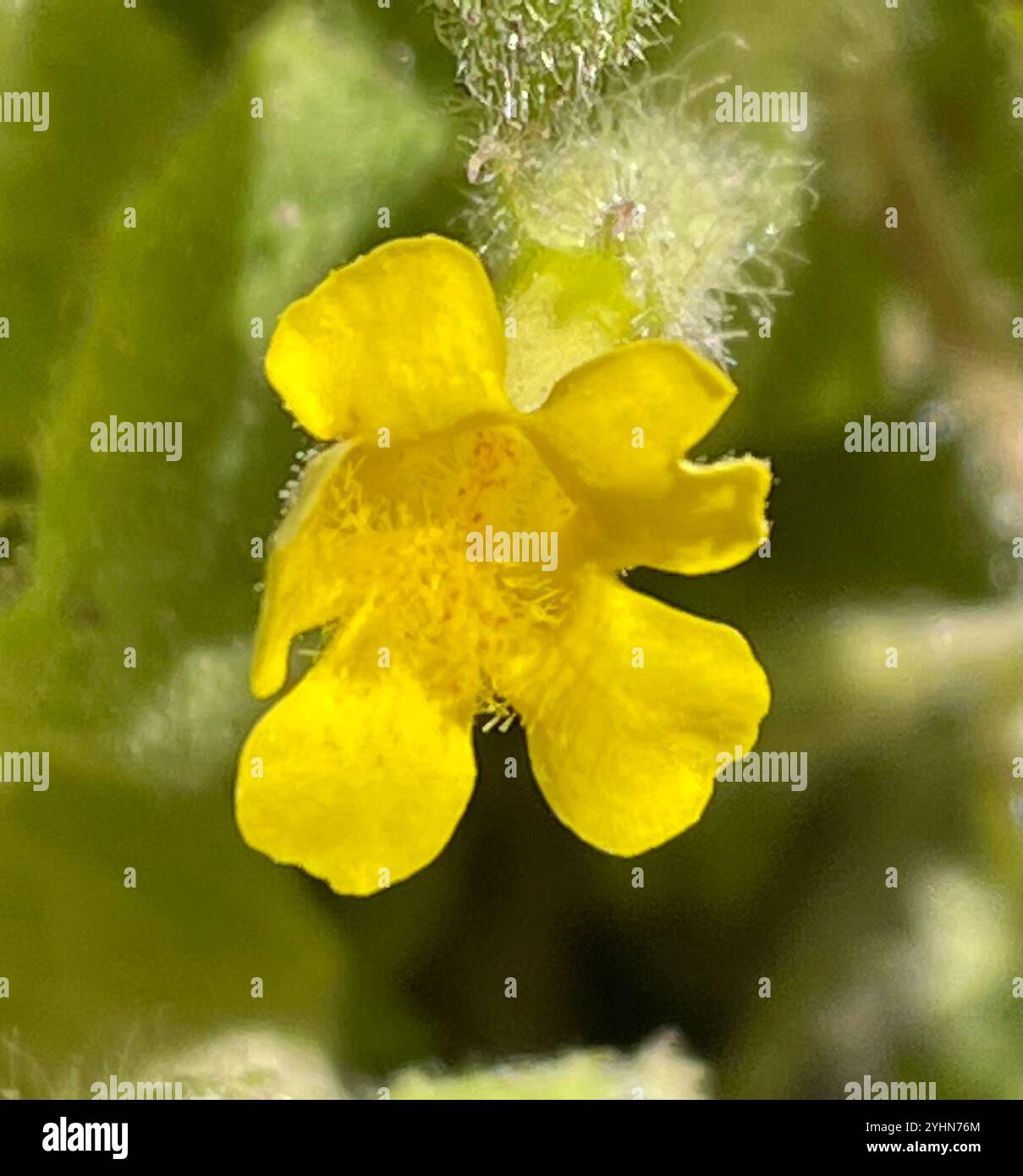 wing-leaf monkeyflower (Erythranthe ptilota Stock Photo - Alamy