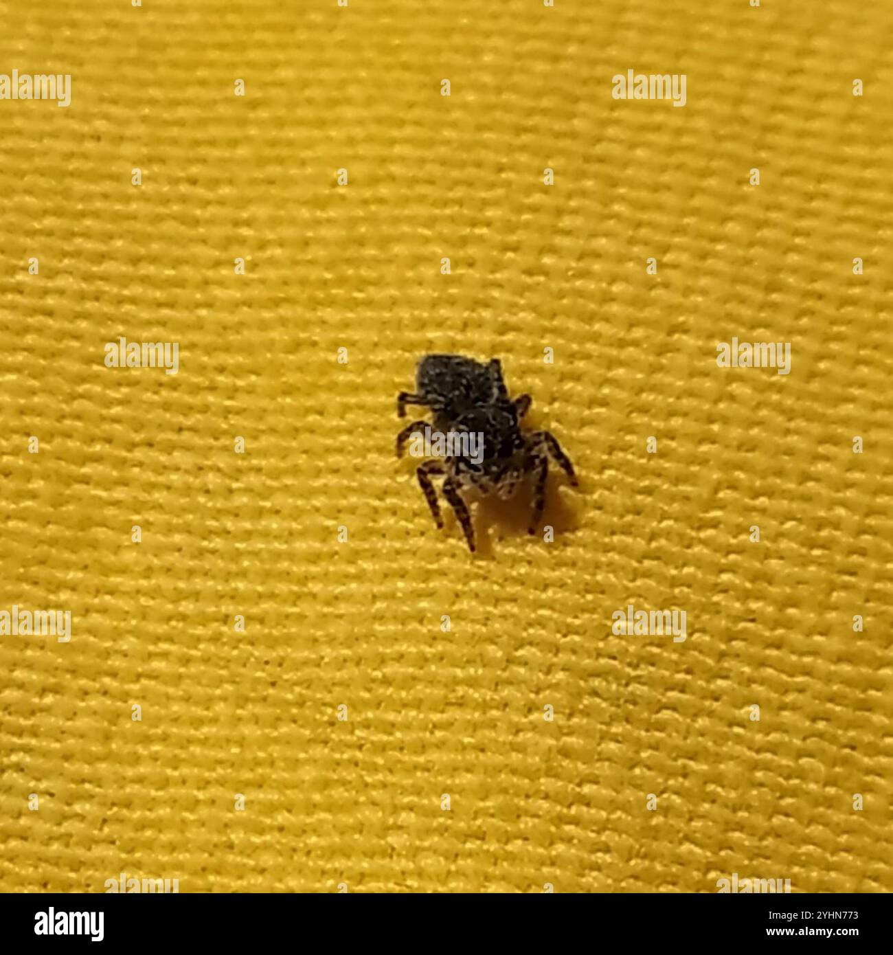 Attulus hi-res stock photography and images - Alamy