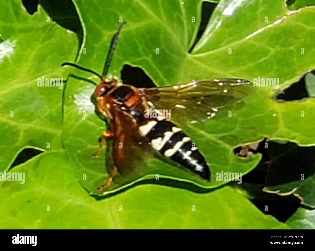 Eastern Cicada-killer Wasp (Sphecius speciosus Stock Photo - Alamy