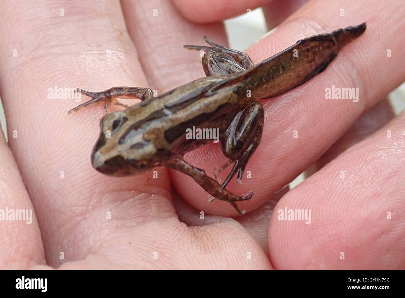 Senegal Running Frog (Kassina senegalensis Stock Photo - Alamy