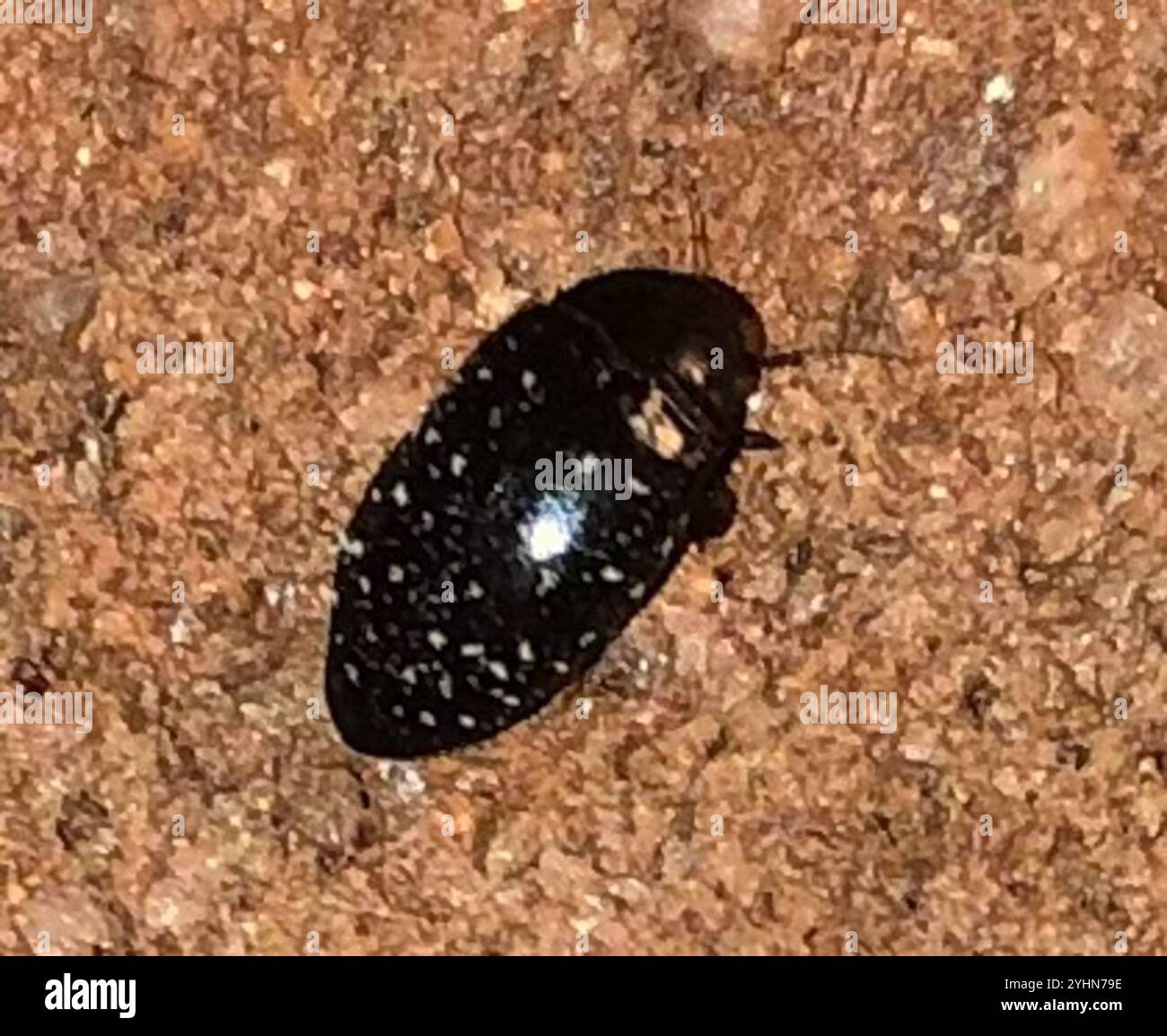 Turtle Beetle (Chelonarium lecontei Stock Photo - Alamy