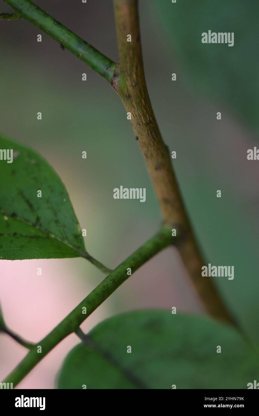 heath family (Ericaceae Stock Photo - Alamy