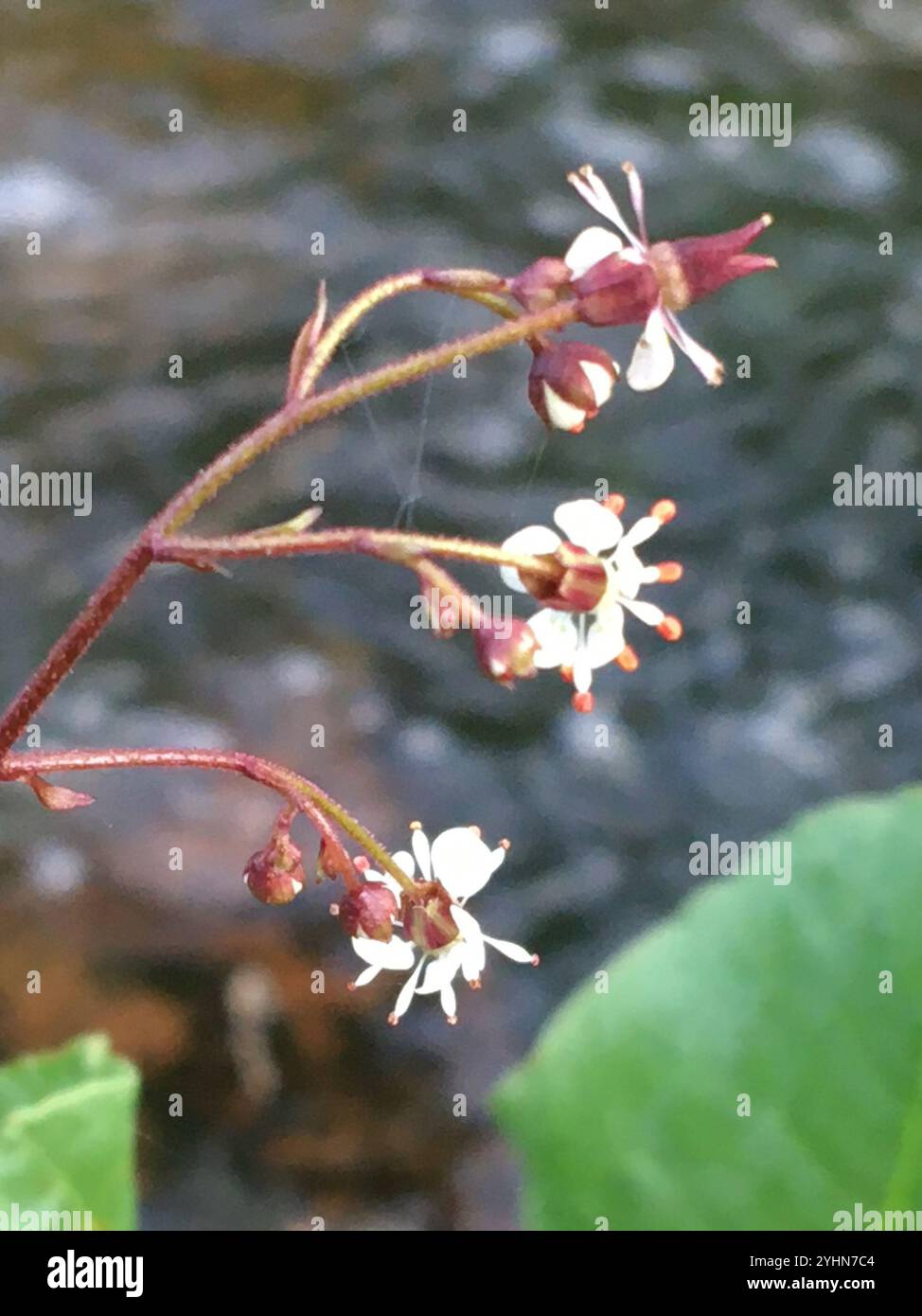 Brook Saxifrage (Micranthes odontoloma Stock Photo - Alamy