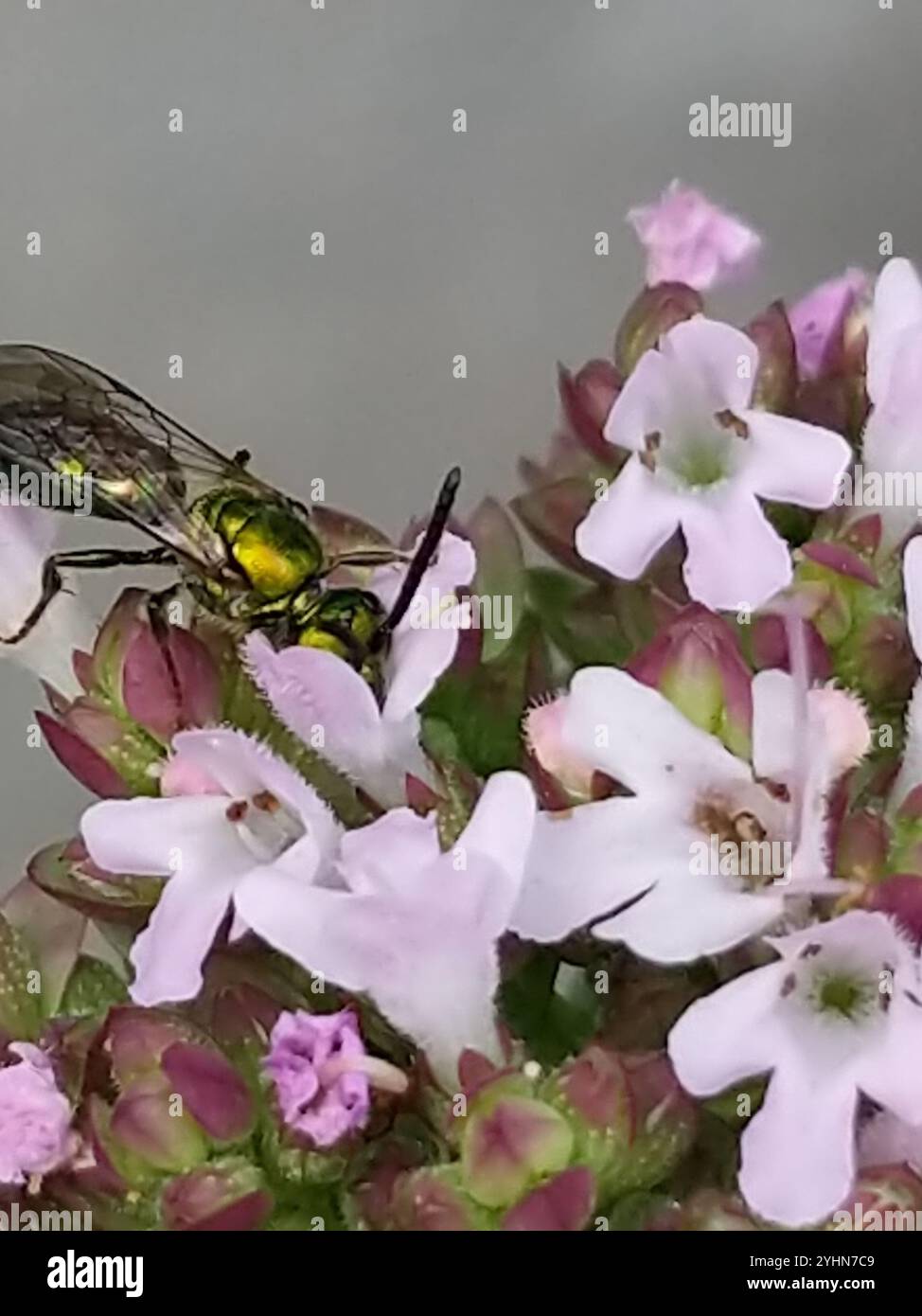 Augochlorine Sweat Bees (Augochlorini Stock Photo - Alamy